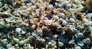 What is Shelling? | Royal Shell Vacation