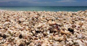 What is Shelling? | Royal Shell Vacation